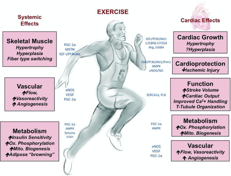 How a Healthy Exercise Routine Plays an Important Role in Your Life ...